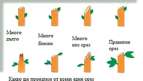 Основни правила за резитба на лоза Български Фермер