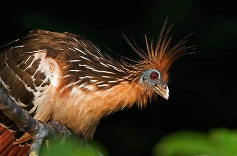 ჩემი მწვანე კუთხე Tbilisi