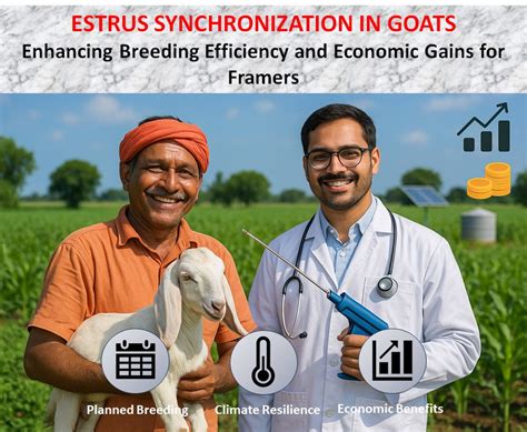 Estrus Synchronization In Goats
