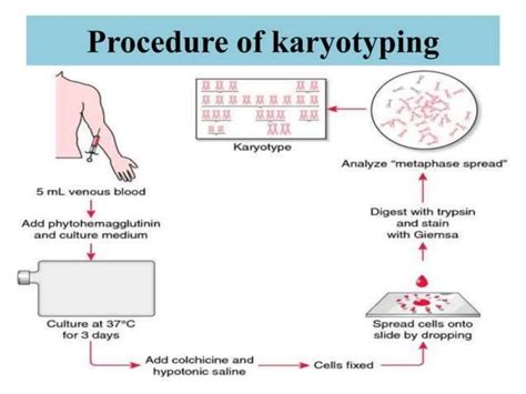 Human Karyotyping In Sex Determination In Genetics Pptx