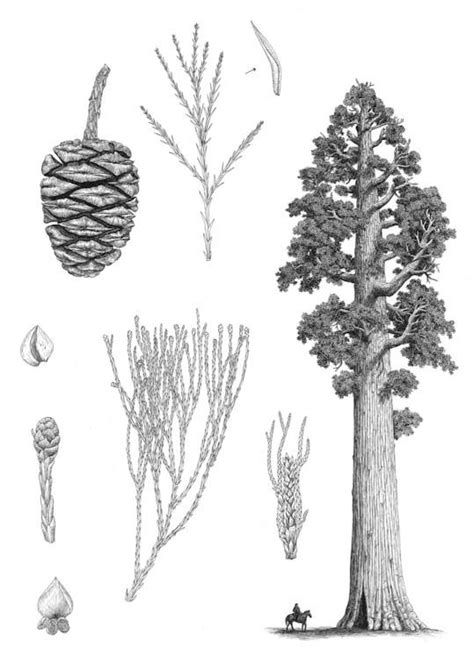 Simple Sequoia Tree Drawing At PaintingValley Com Explore Collection Of Simple Sequoia Tree