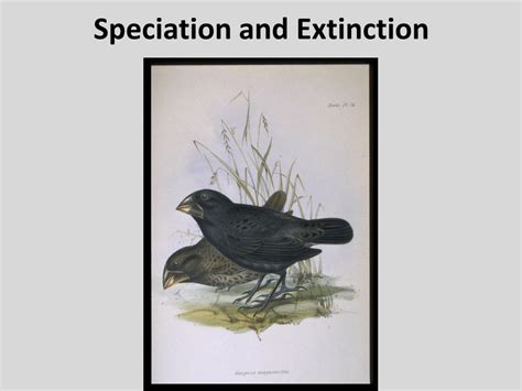 Pdf Speciation And Extinction · Speciation And Extinction Definitions