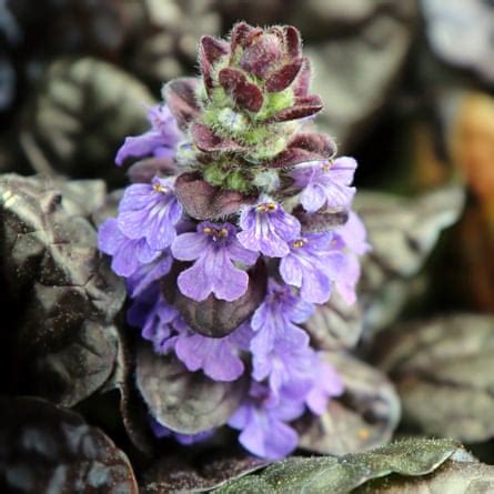 Purple Patches 10 Dark Leaved Plants To Add Drama To Your Garden