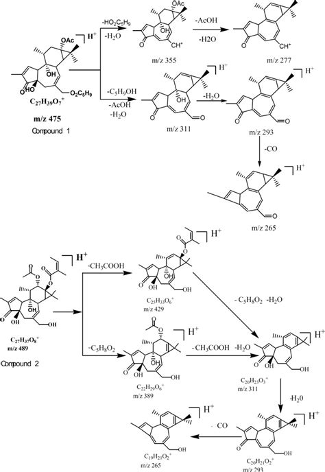 Proposed Fragmentation Pathways And Characteristic Ions Of Compound 1