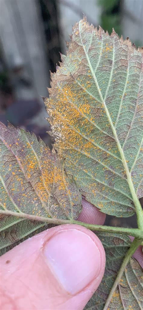 Please Tell Me This Isnt Orange Rust General Fruit Growing Growing Fruit