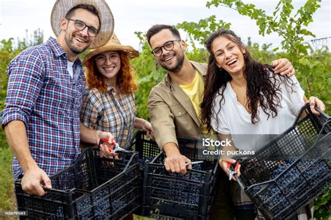 포도밭에서 포도를 따고 포도 나무를 준비하기 위해 어두운 포도로 가득 찬 상자를 들고있는 친구들의 그룹 20 24세에 대한 스톡 사진 및 기타 이미지 Istock