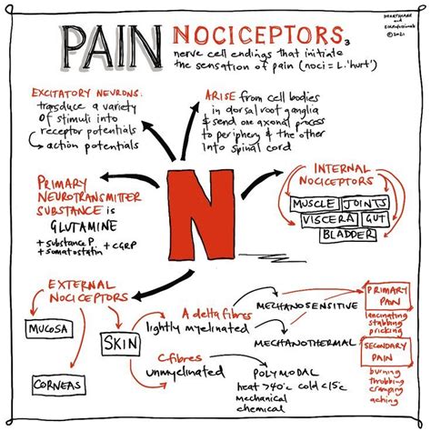 Understanding Nociceptors In Palliative Care