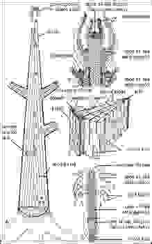 Blue Spruce Root System Diagram