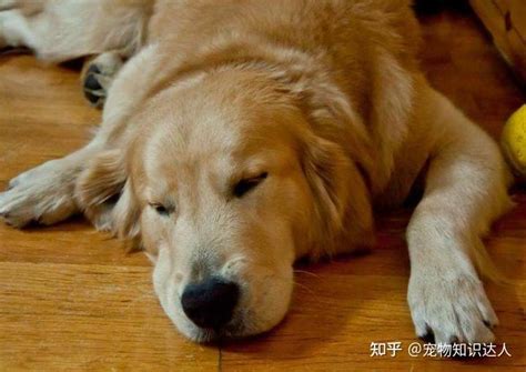 狗狗有这7个异常是生病的警告别随便忽略过去了 知乎