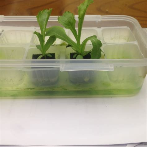 주의해야할 점들 수경재배101