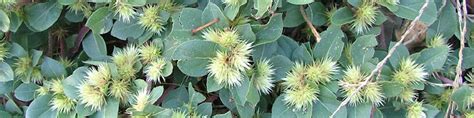 Khaki Weed