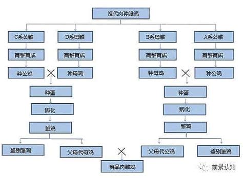 鸡周期调研归纳，白羽鸡哪家强？ 白羽鸡和黄羽鸡都是我国主要的肉鸡品种，白羽鸡是食堂、快餐店的主力食材，供应大型食品企业，因此销售规模较大。大家