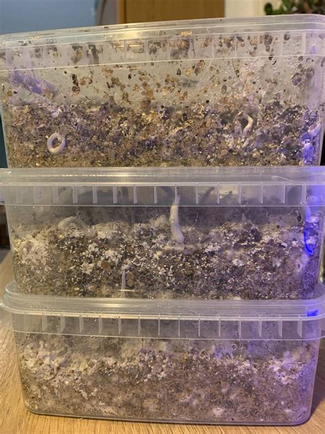 Partially Colonized Mycelium Pinning Way Too Early Rshroomers