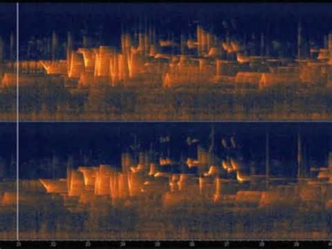 See What Birdsong Looks Like Real Time Stereo Spectrogram YouTube