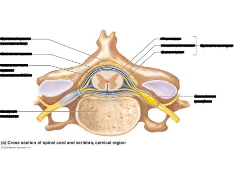 Id Spinal Cord Cervical Region Diagram Quizlet