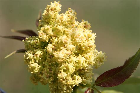 Sambucus Tigranii Sureaux