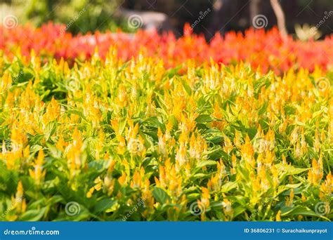 Cockscomb Flower Stock Image Image Of Pale Floral Celosia 36806231