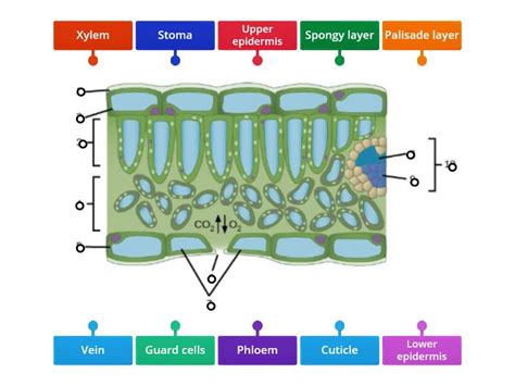 Leaf Cross Section Diagram Labelled Diagram
