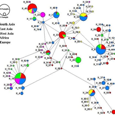 A Median Joining Haplotype Network Of 92 Haplotypes Using 337 Tams 1 Download Scientific