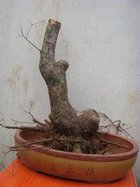 小叶榆下山桩现在栽培好活会发芽吗 Penjing8盆景吧