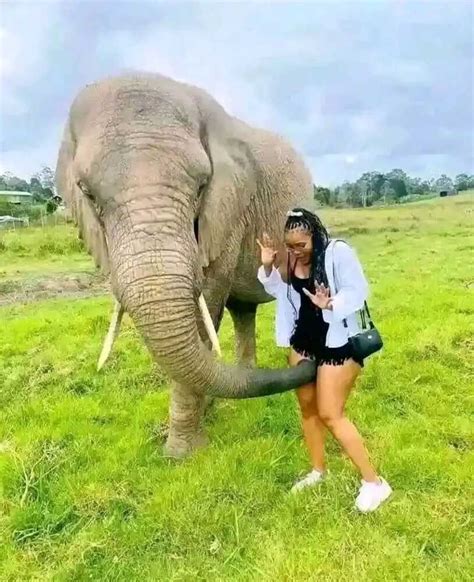 Elephant Sniffing Some Oestrogen Sex And Relationships Kenya Talk