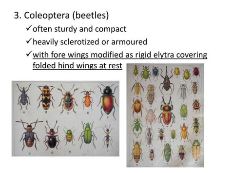 Taxonomy And Systematics Of Diffrent Insects In Environment Pptx Pptx