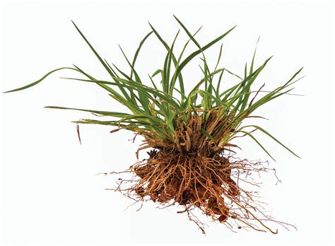 How To Corral A Crabgrass Infestation Rhodybeat