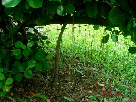 Ficus Microcarpa Lf Dwarf Ornamental Cv Shah Alam Se Flickr