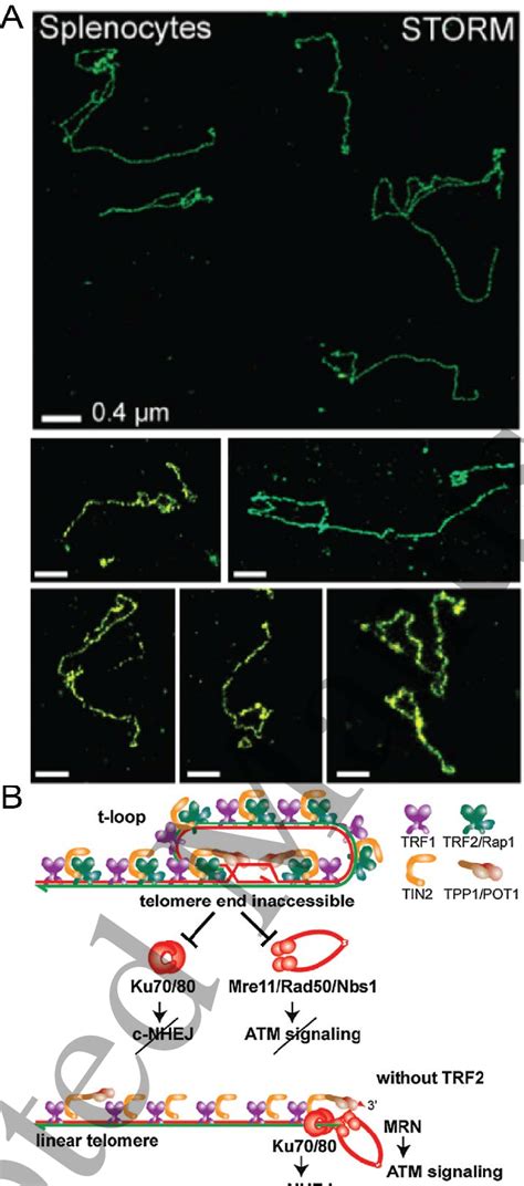 Combining Fish Labels With Srm Imaging Enables Visualisation Of