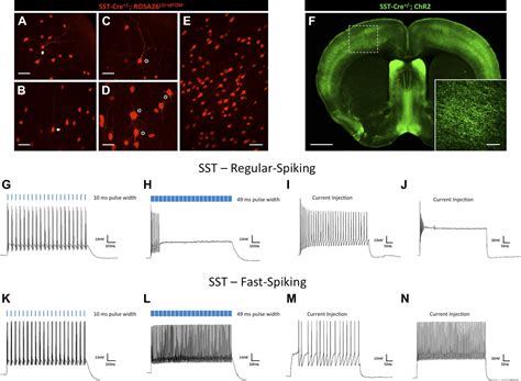 Cell Type Specific And Time Dependent Light Exposure Contribute To