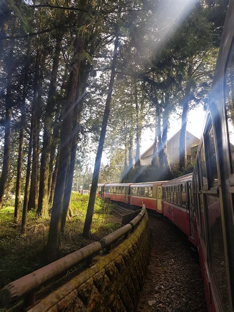 일성부라보투어 4월초부터 시작되는 아리산벚꽃축제 이제 벚꽃놀이는 대만으로