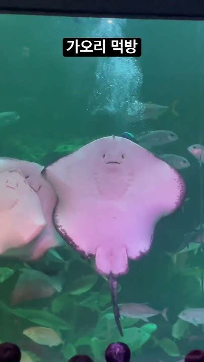 가오리 먹방 🐠 Youtube