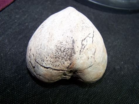 Protocardia Texana Texas Heart Shell Fossil
