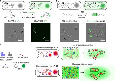 Engineered Intracellular Droplets With Programmable Function A