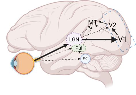 Figure 2 From Optogenetics In Primate Cortical Networks Semantic Scholar