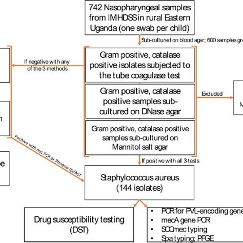 Study Flow Chart Illustrating The Procedure For The Isolation And Download Scientific Diagram