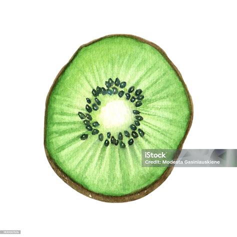 키위 과일 또는 중국 구스베리 단면 손으로 그린 수채화 그림은 흰색 배경에 고립되어 있습니다 클립 아트 카드의 경우 메뉴 라벨