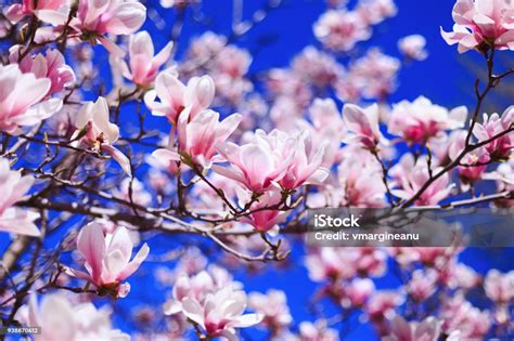 필드와 선택적인 꽃 꽃잎의 얕은 깊이와 푸른 하늘 배경에 분홍색 목련의 꽃 목련 꽃 봄 새싹과 푸른 하늘 배경 파란색 바탕에 분홍색과 흰색 꽃의 텍스처 0명에 대한 스톡