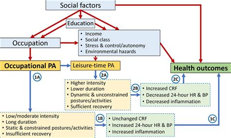 Paradox Of Occupational And Leisure Time Physical Activity Associations With Cardiovascular
