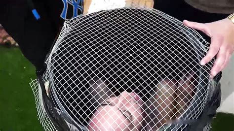 Sergio Mutty Gay Porn Videos 2025 Porn Star Sex Scenes XHamster