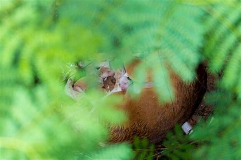 Premium Photo Extreme Close Up Of Plant