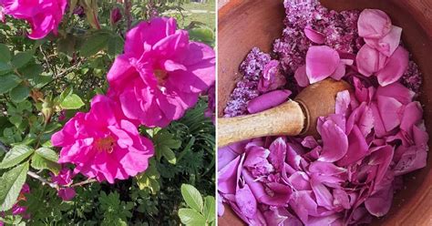 ძალიან მიყვარს ვარდის ხვეულები ამიტომ უკვე ვიმარაგებ ფრთხილად ვარჩევ ფურცლებს