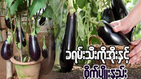 ခရမ်းသီးကိုတပိုင်တနိုင် အိုးလေးနဲ့စီးပွားဖြစ် စိုက်ပျိုးနိုင်သည့်နည်းလမ