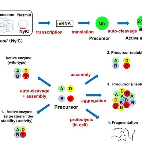 Structure Of Nylc A Autocleavage Of The Nylc Precursor Between Download Scientific Diagram