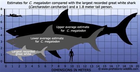Megalodon Size Chart By Scarlett Hyde On Deviantart