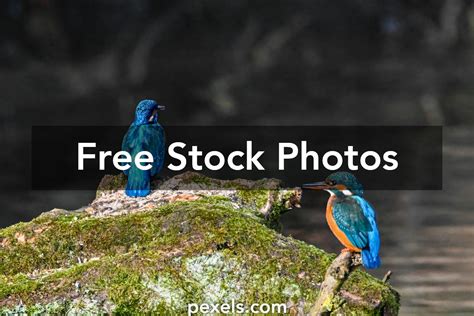Ecosystem Interaction Photos Download The Best Free Ecosystem Ecosystem Interaction Photos Download The Best Free Ecosystem