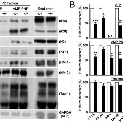Effects Of Tubulin Polyglutamylation On Binding Of Maps To