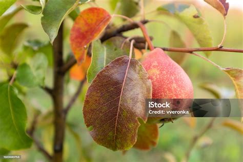 출판 포스터 스크린 세이버 벽지 엽서 배너 표지 게시물 웹 사이트를위한 하나의 숙성 과일이있는 배 나무 가지 고화질 사진 계절에 대한 스톡 사진 및 기타 이미지 Istock