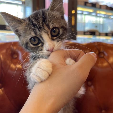 브리티쉬 남아 599000 뱅갈고양이 도베르만분양 미니말티즈 스핑크스고양이분양 장모치와와 빠삐용 스핑크스고양이 브리티시숏헤어분양 강아지책임분양 브리티쉬숏헤어분양