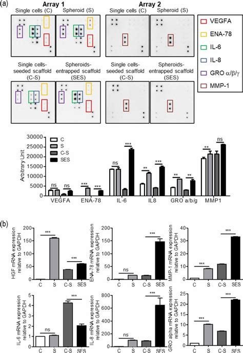 Angiogenic Effect Of Hasc Spheroid Scaffold Driven Conditioned Media Download Scientific